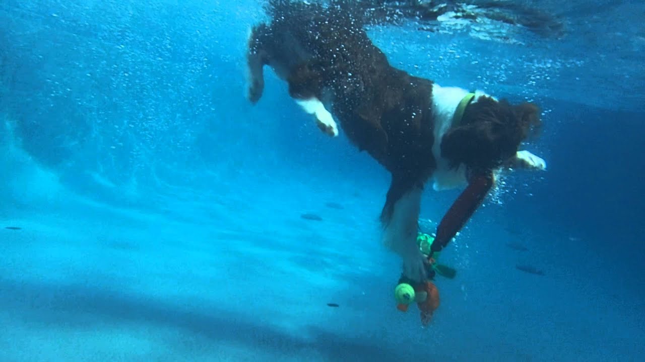 Springer Spaniel Oliver jumps in swimming pool & dives underwater for ...