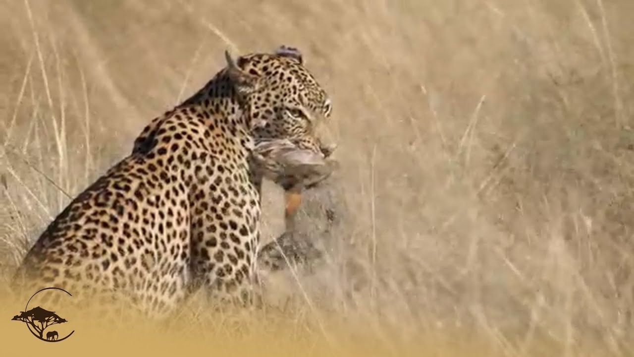 Leopard Hunts Wild Cat Then Goes Fishing - YouTube
