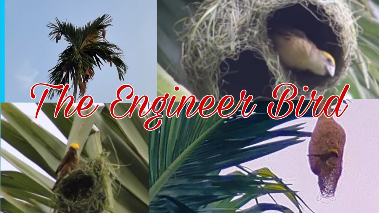 The Engineer Bird... - YouTube