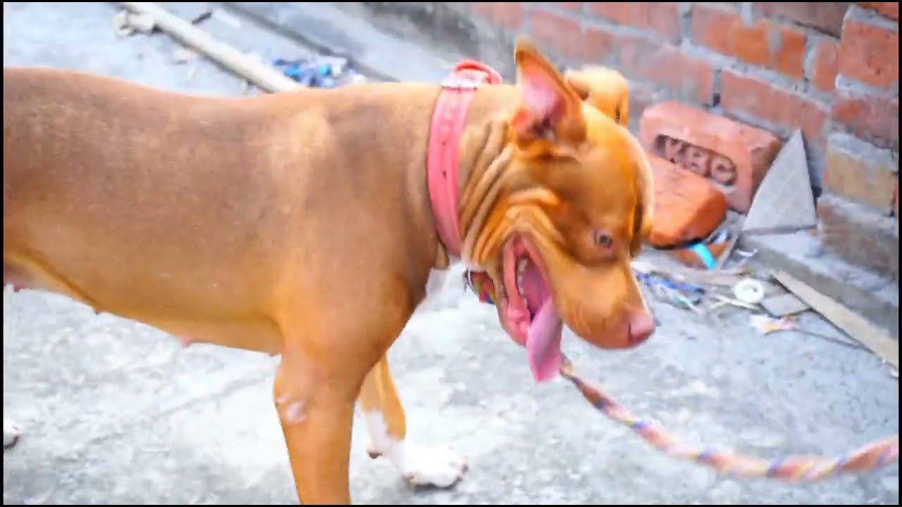 BAAP बाप Part - , 07 Uttar kumar New Movie 2023 | Kirti Sirohi | Parul ...