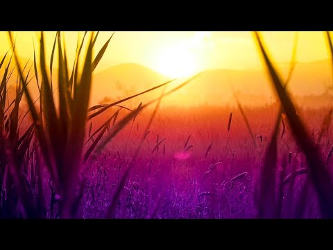 Ney Sesi, Sufi Müzik, Tasavvuf Müzik | Rahatlama, Sükunet, Uyku,Sakin,Terapi, Dinlendirici Müzik |❤️