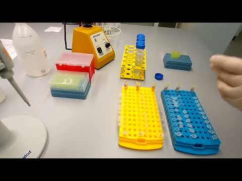 Leishmania infantum, Ehrlichia canis, ANA HEp-2 serums analysing by MEGACOR GmbH IFA test kits