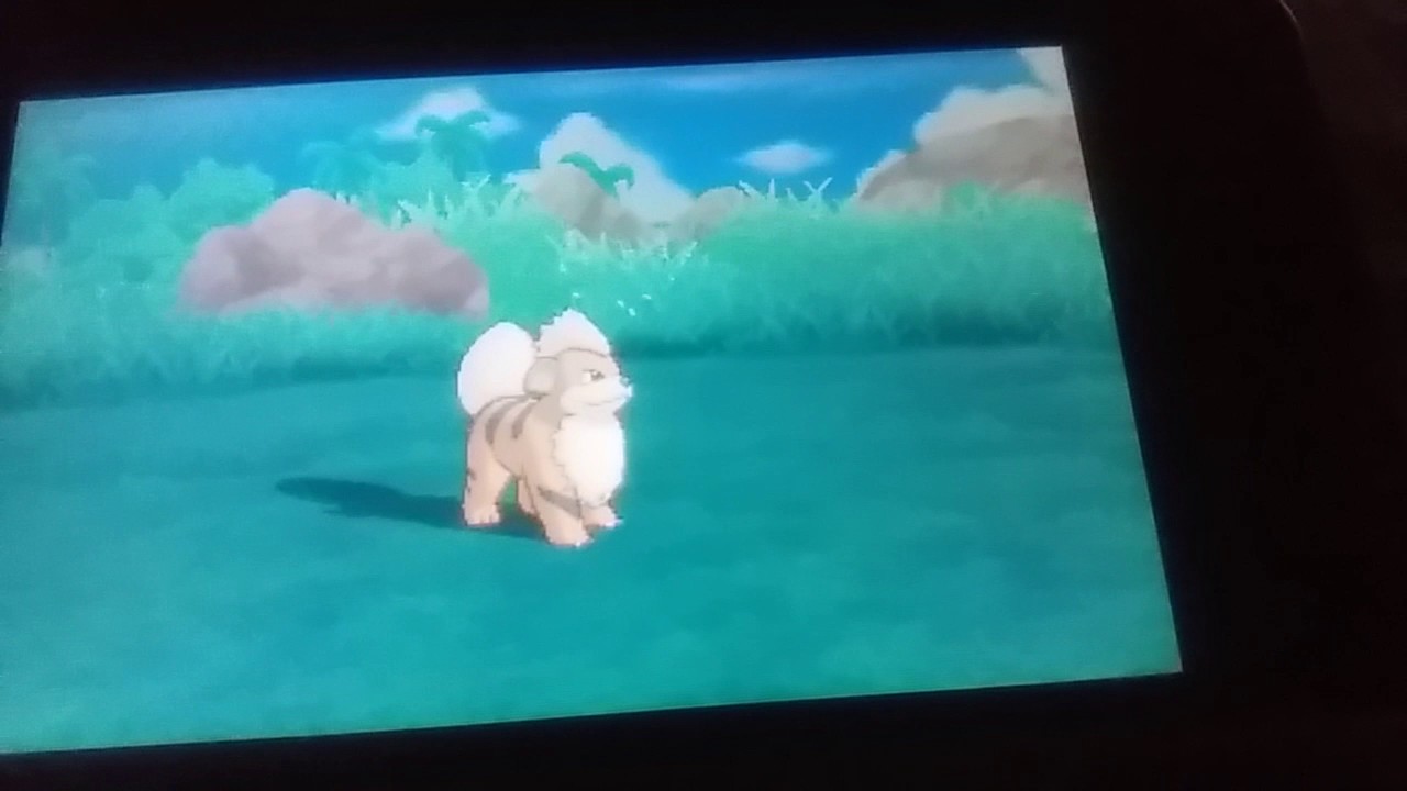 Shiny yungoos pokemon sol - YouTube