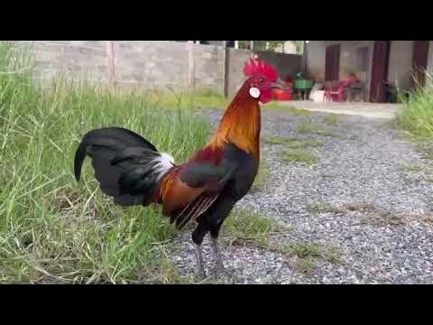 qaib f1 zoo nkauj - YouTube