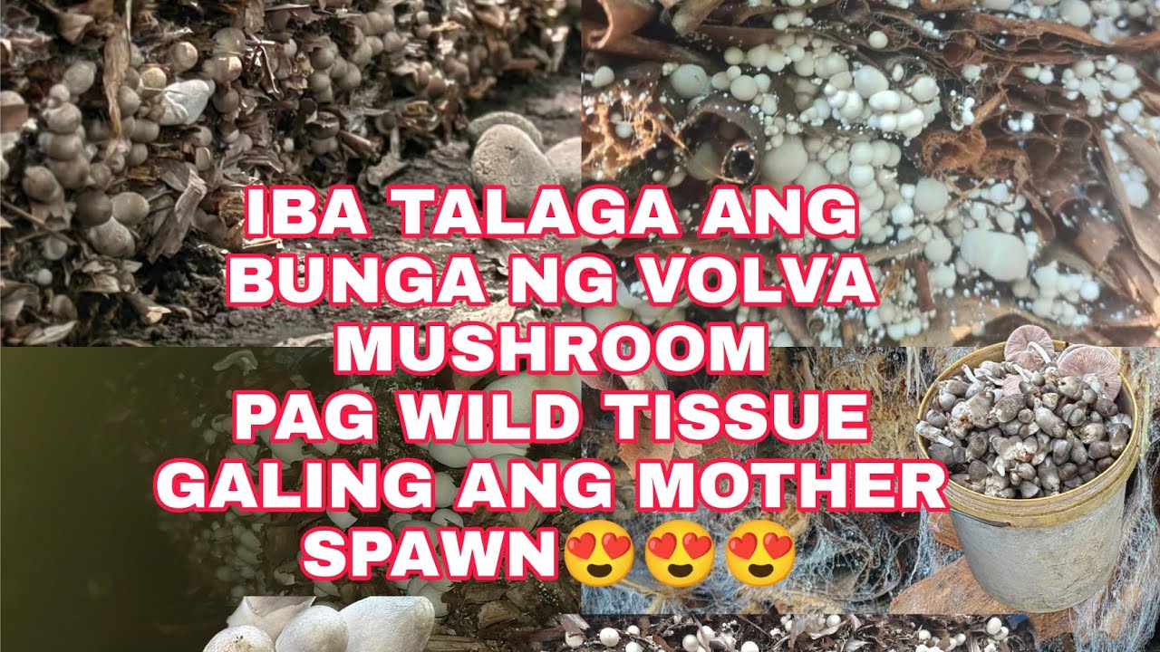 HOW TO MAKE MOTHER SPAWN OF VOLVA MUSHROOM DIRECT CULTURE? - YouTube