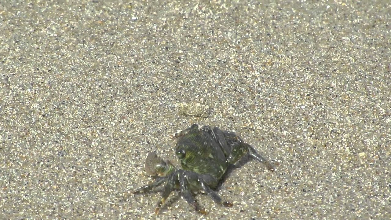 Fast Running Crab - YouTube