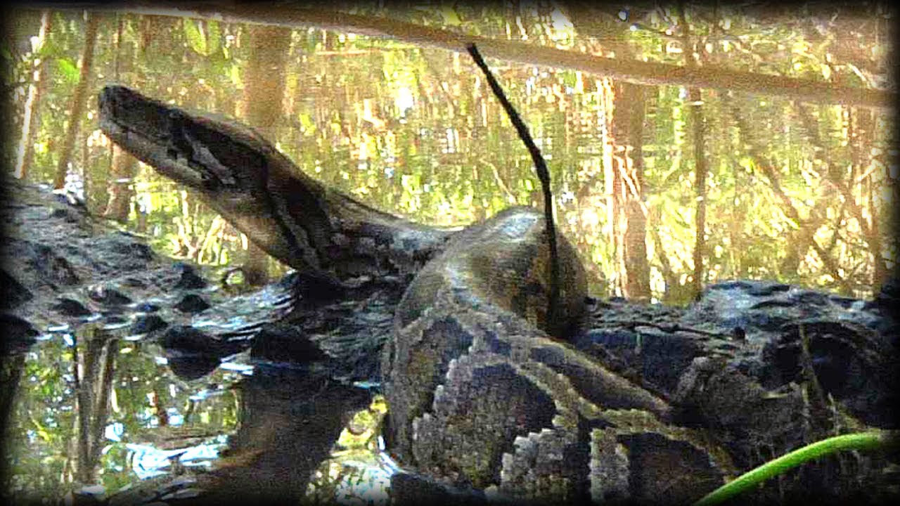 Alligator Attacks Python 09 Music - YouTube