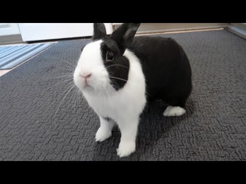 RABBIT TURNS NASTY