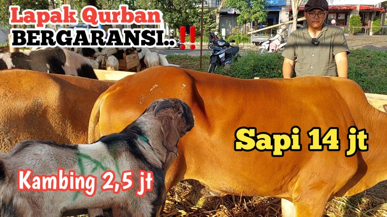 Lapak Qurban Sapi 14 Juta Kambing 2 5 Juta Bergaransi Free Ongkir Free Lapak Qurban Sapi 14 Juta Kambing 2 5 Juta Bergaransi Free Ongkir Free