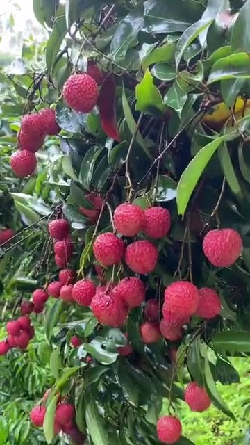 litchi garden #video #😋😋 - YouTube