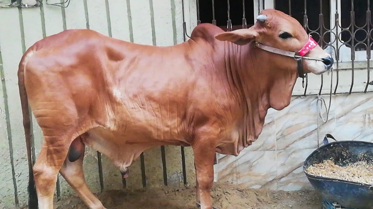 Dangerous bull in amroha society | bakra eid 2023 #bakraeidspecial # ...