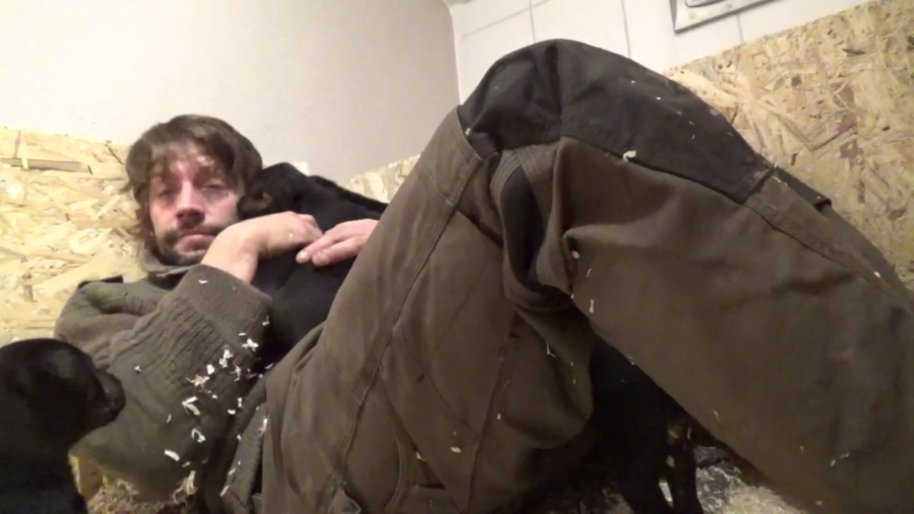 JAGDHUNDE WELPEN 2 HEIDETERRIER DER SCHWARZWILDPROFI - YouTube