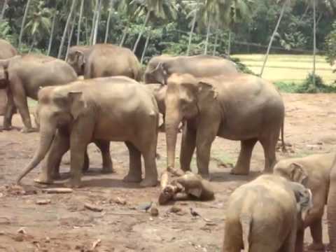 Baby Elephant falling down in a cute way #fun - YouTube