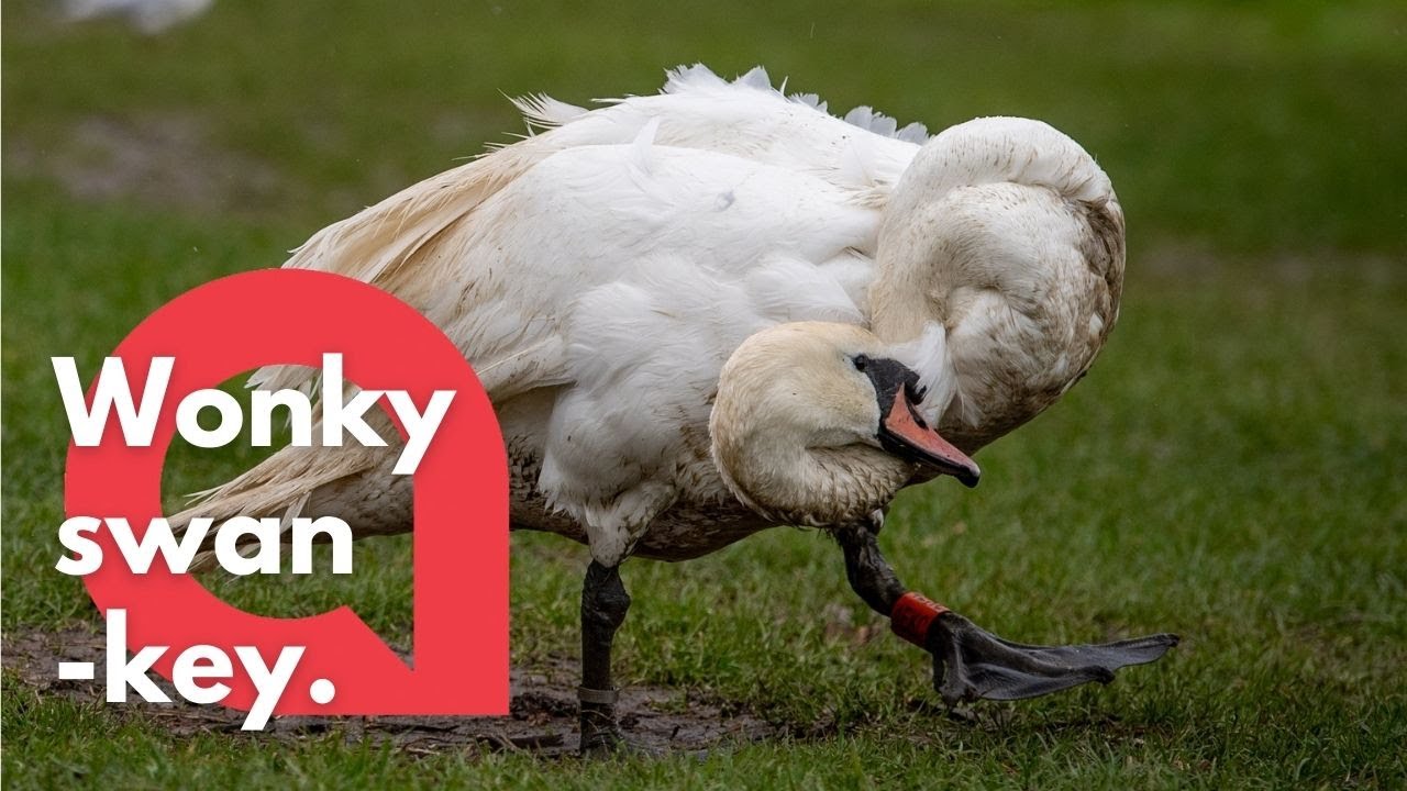 Swan left with odd neck deformity after another swan crash-landed on ...