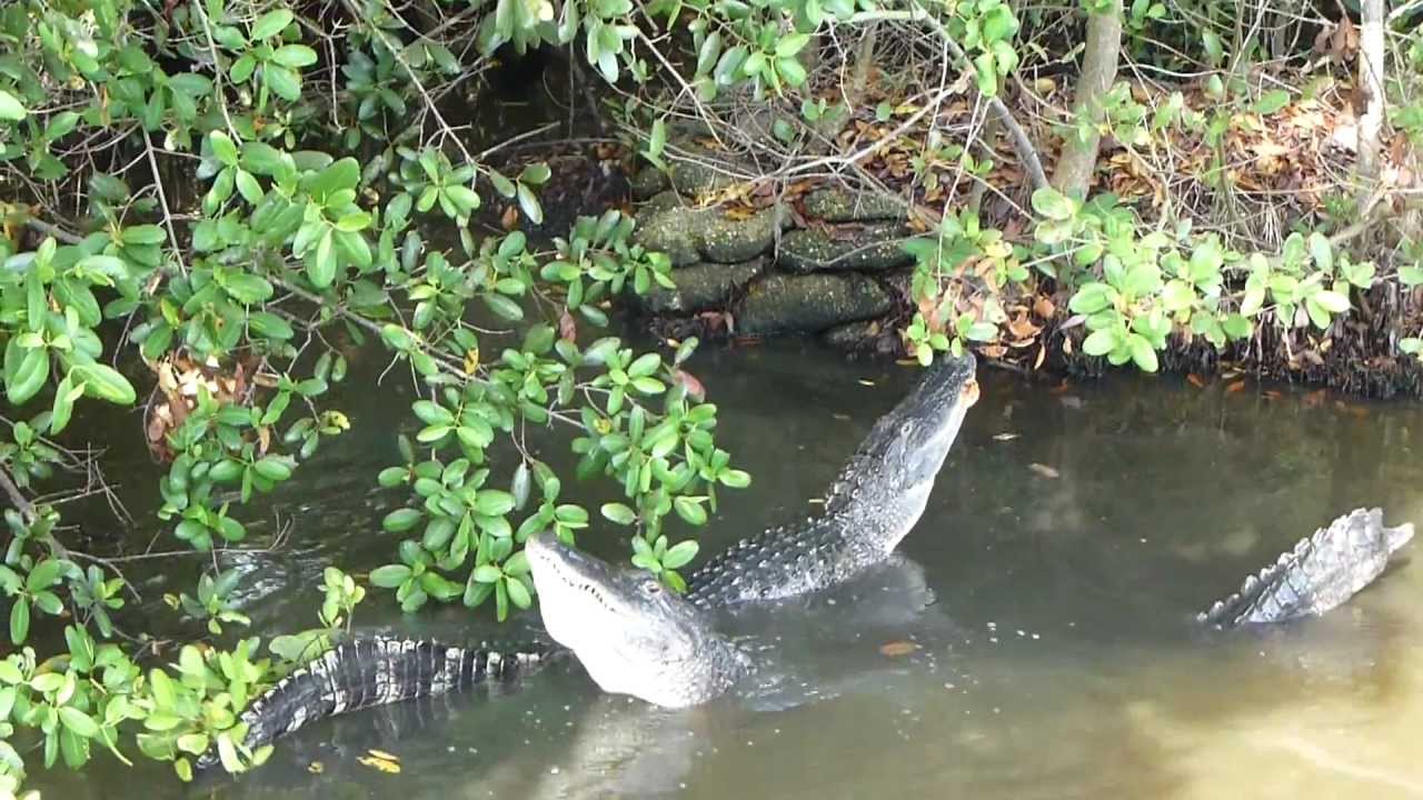 Gators Having Sex In Pelican Bay Mts Youtube