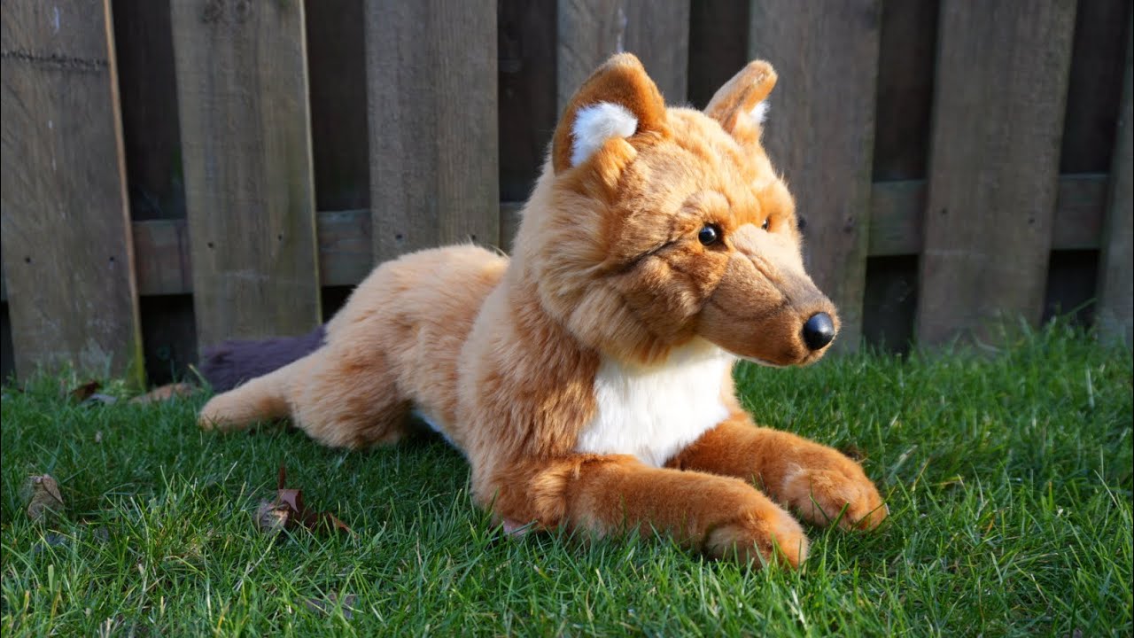 Tropical Critters Ming The Dhole Kickstarter Campaign Is Up! - YouTube