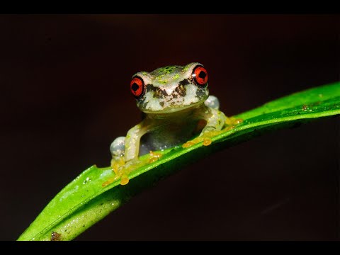Flurya Mekanı - Kurbağa 001 (Frog) Havuz Kurbağa