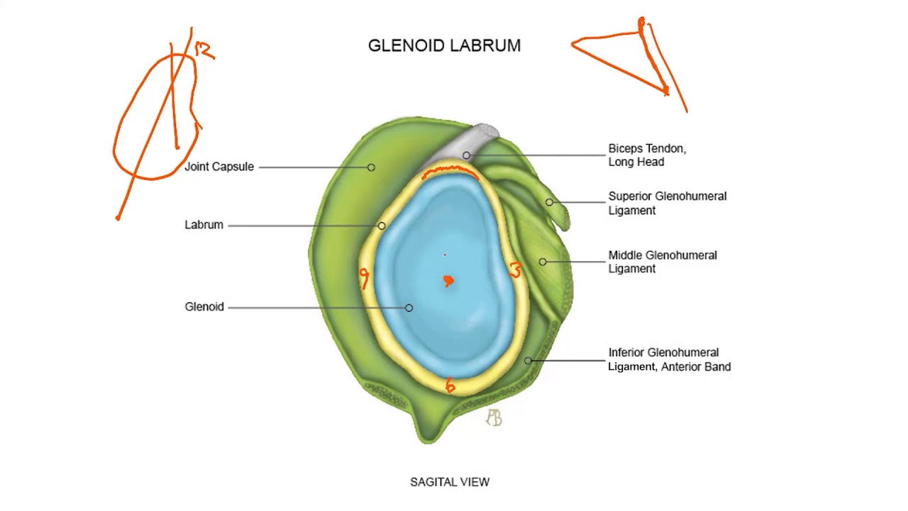 SLAP Lesions - Snyder Classification System - YouTube