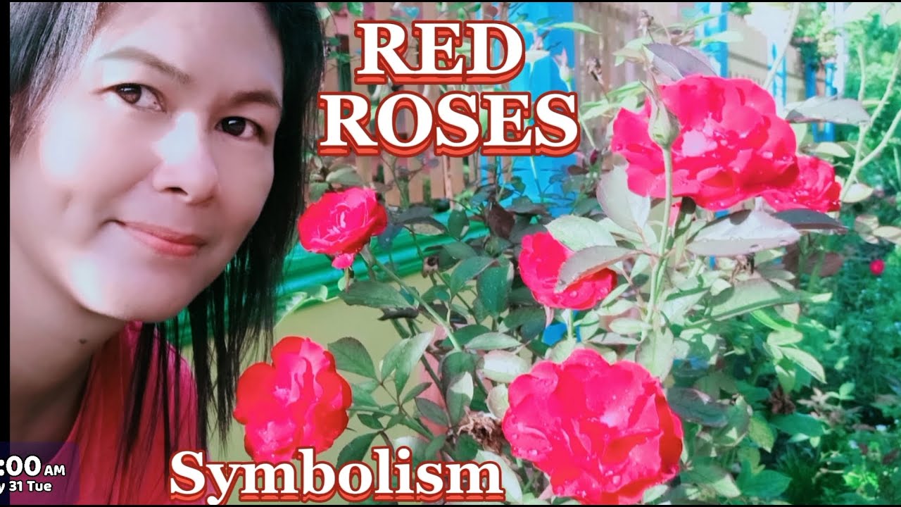 RED ROSES SYMBOLISM #cherryboterph - YouTube