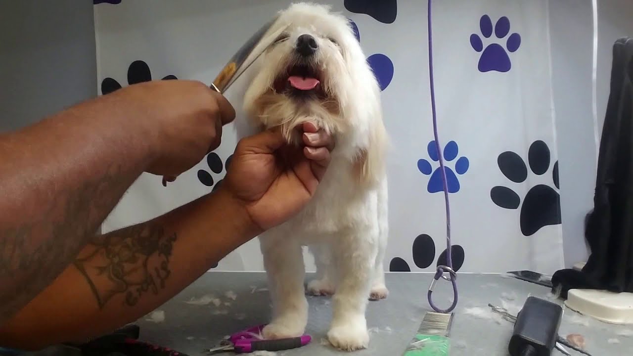 GROOMING WITH GUARD COMBS EPISODE 4 - YouTube