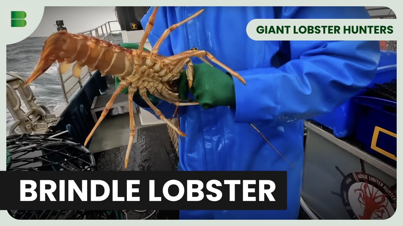 Safety First at Sea - Giant Lobster Hunters - Documentary - YouTube