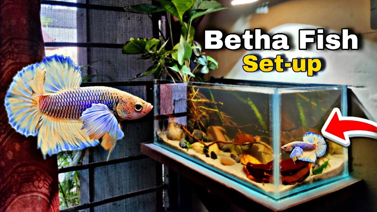 I Built A River For My Betta Fish | Betta fish Tank Setup - YouTube