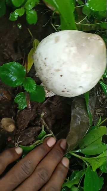 village food pihri 🍄🌾🌽🌦️😋 #nature #shortvideos #vlog #pihri #masroom # ...