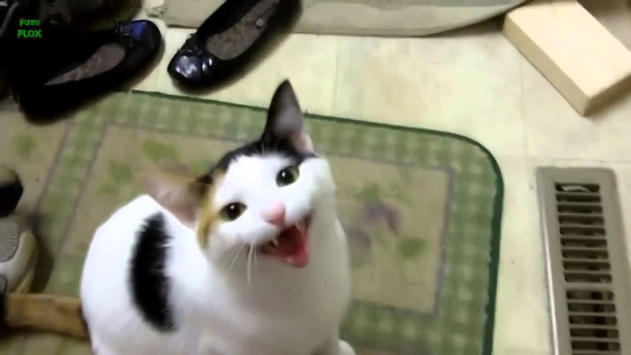 Linkin Bark - Numb MEEEOW (With Cats) [DEMO] - YouTube