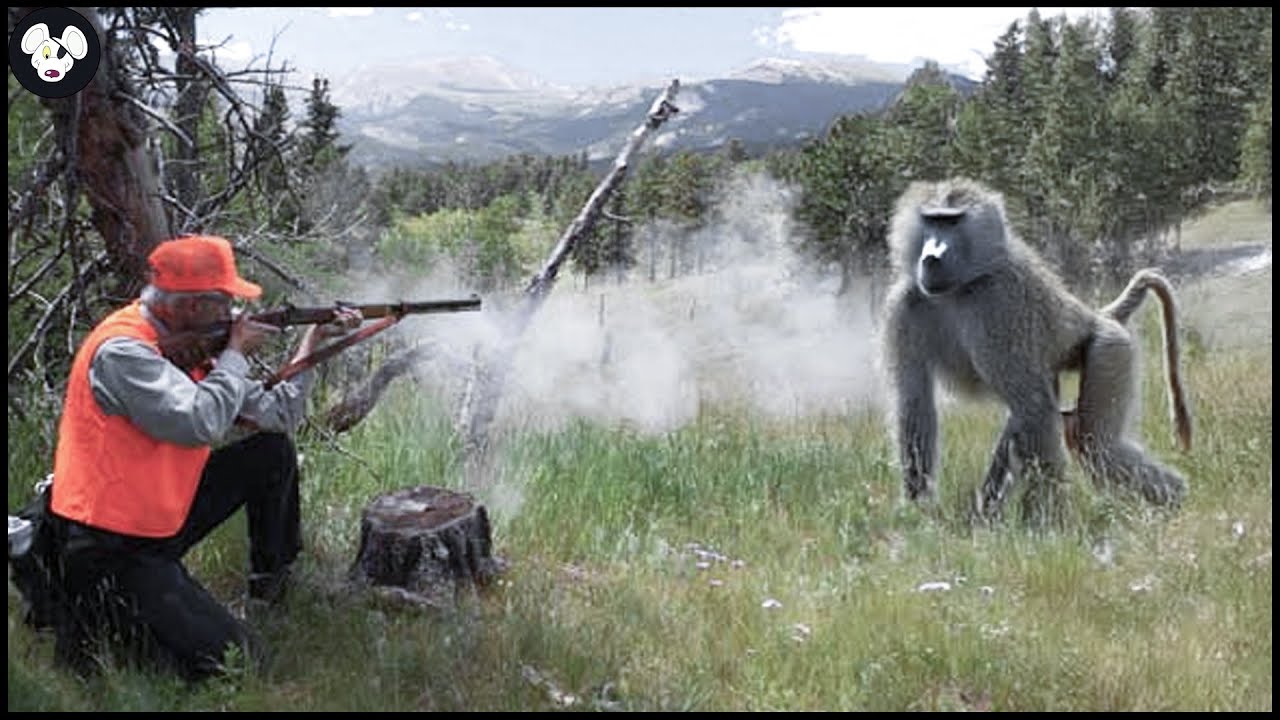 How Do American Farmers And Hunters Deal With Baboons By Guns - The ...