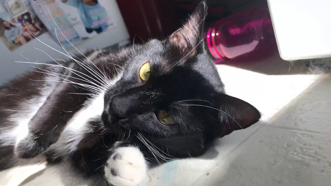 Interview with my cat - YouTube