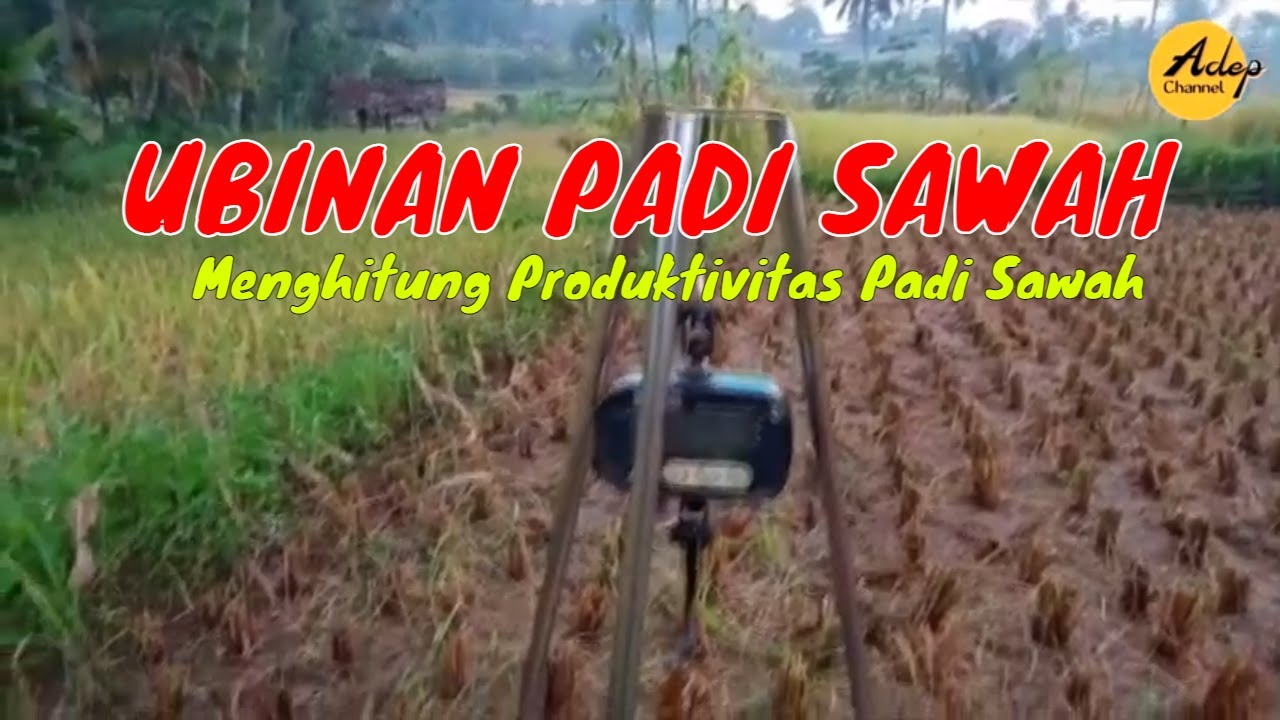 Metode Ubinan Padi Sawah - Metode Perhitungan Produktivitas Padi - YouTube