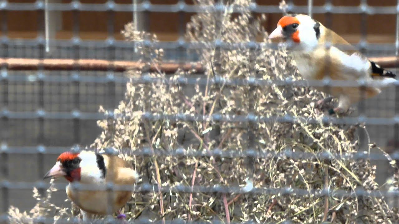 0.1 Stieglitz Major Natur, Carduelis Carduelis Major, 02/2014-1 - YouTube
