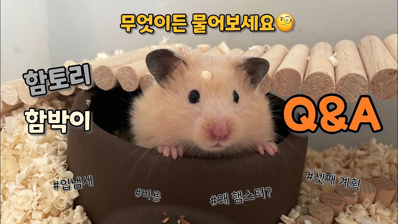 페디그리 햄스터ㅣ함토리 And 함박이에 대한 모든 것 Qanda 햄스터 입냄새 햄스터 비용 셋째 계획 Youtube