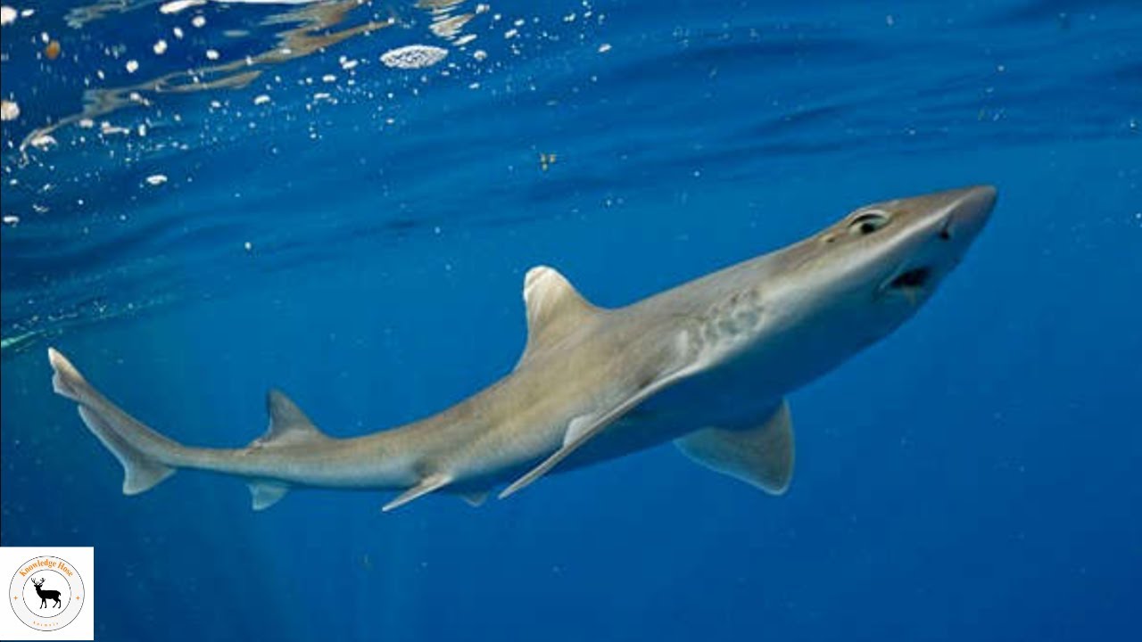 Smooth Hound Shark - Live Young Birthing Shark - YouTube