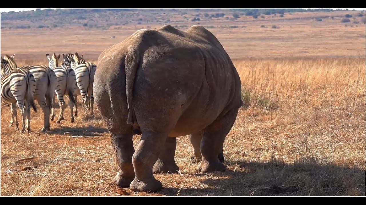 BIG RHINO ASS - YouTube