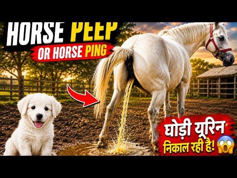 Horse peeing 🐎 | Horse poop 💩 