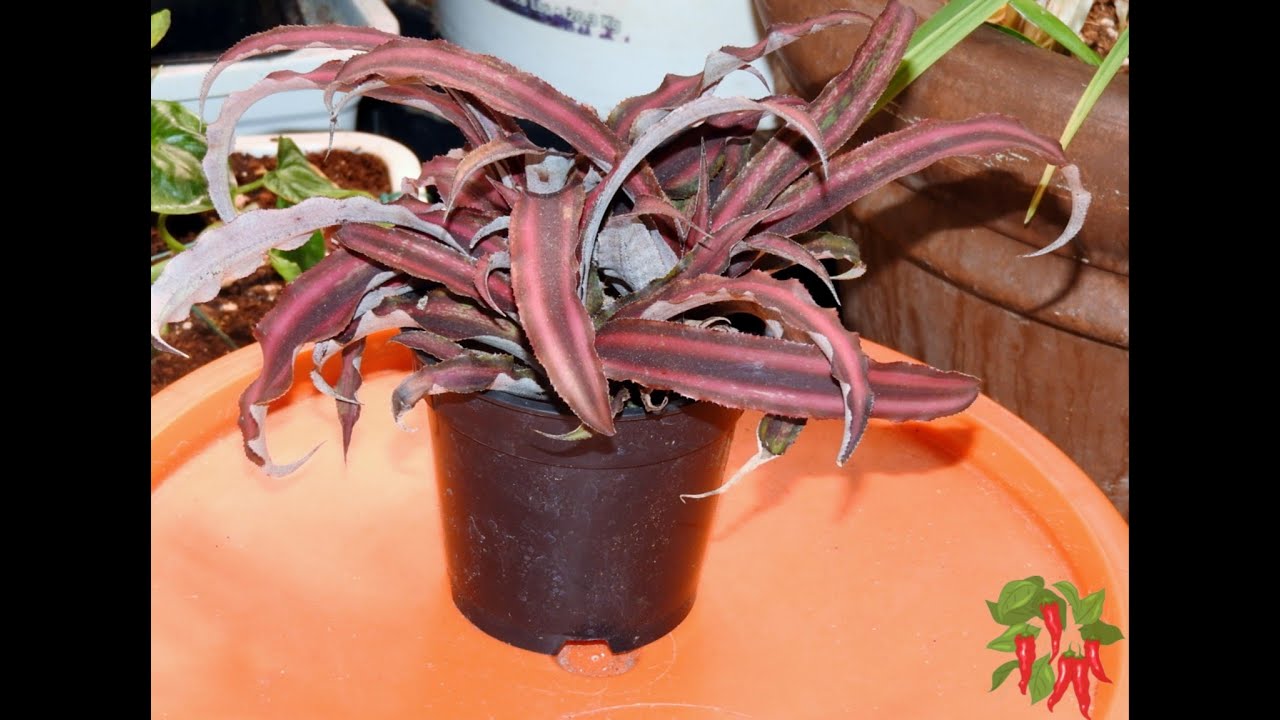 Earth Star Plant Care Complete Guide to Growing Cryptanthus - YouTube