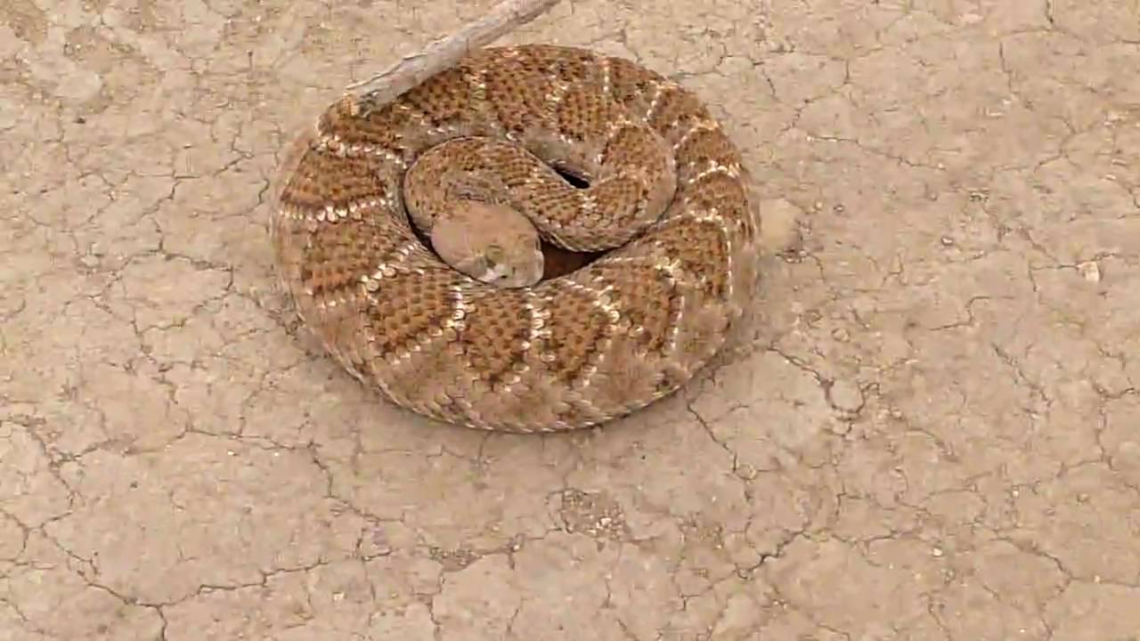 Coiled Up Western Diamondback Rattlesnake - YouTube