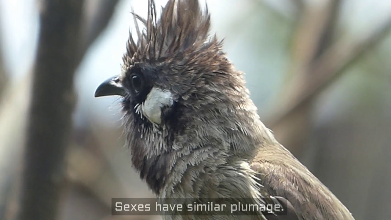 Birds in nepal - Himalayan bulbul (jureli) - YouTube