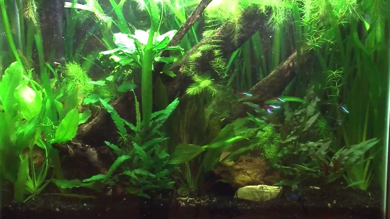 Overgrown Planted Aquarium - YouTube