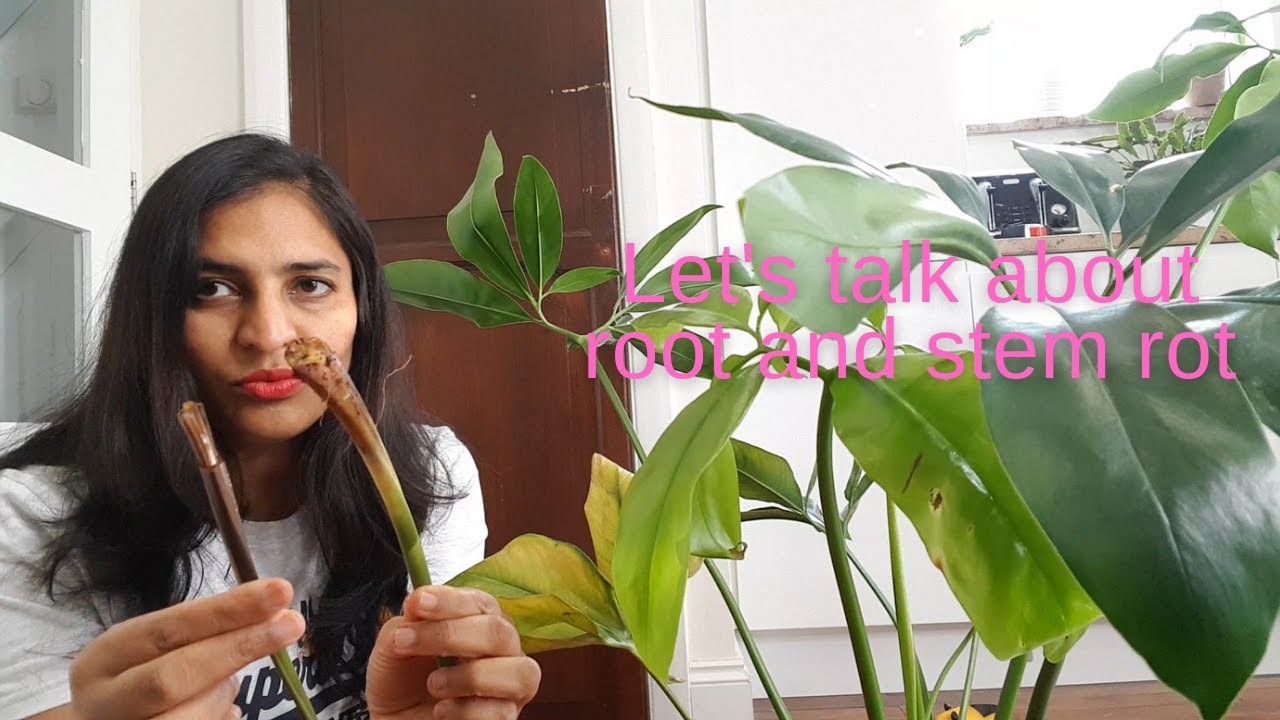 Root Rot Stem Rot- Philodendron Leaf Yellowing| Care and Root Trimming ...