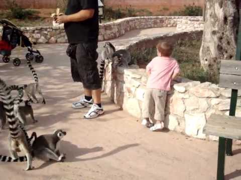 Attica Zoological Park-Αττικό Ζωολογικό Πάρκο - YouTube