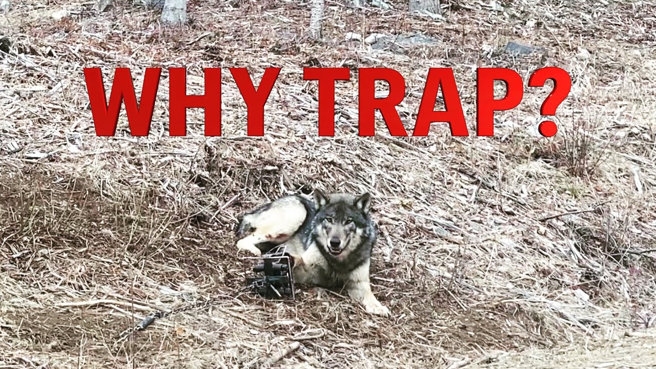 Idaho Wolf Trapping Success - Stuck N The Rut 167 - YouTube