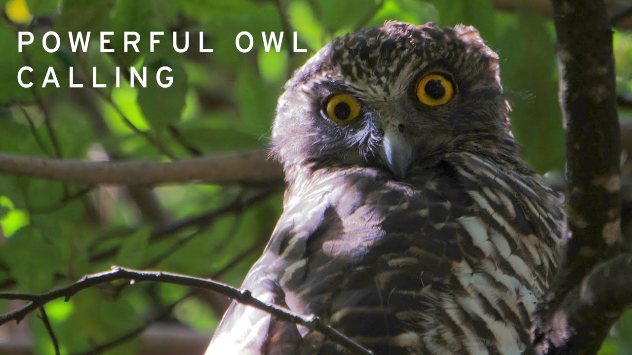 Powerful Owl calling - call heard through a forest at night. - YouTube