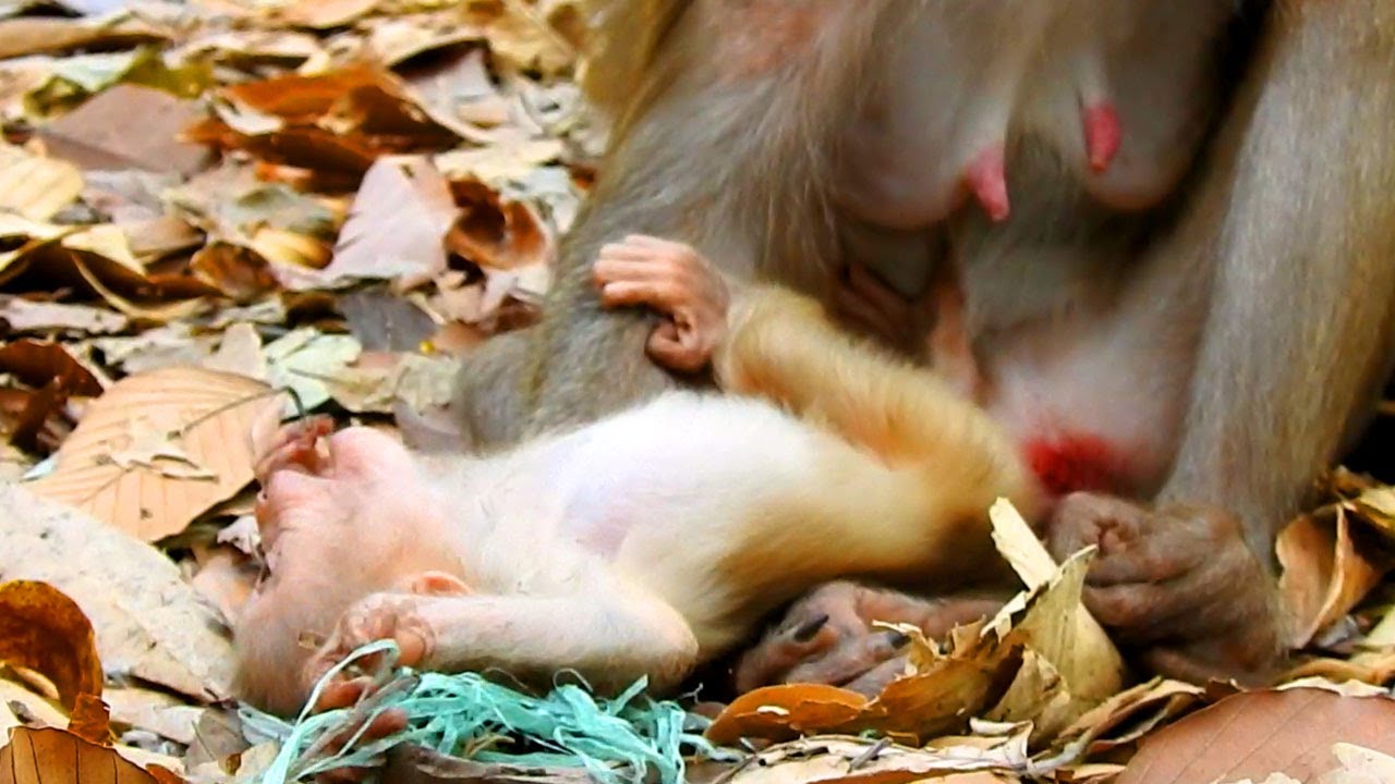 Oops🤣🤣!! Gorgeous baby Lily lying upside down in front of mommy Libby - YouTube