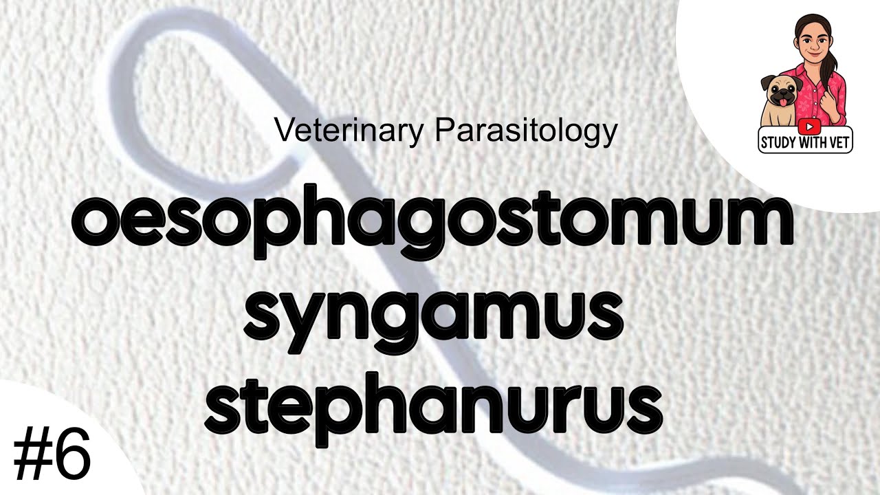 Oesophagostomum, Syngamus, Stephanurus (Part 6) | veterinary ...