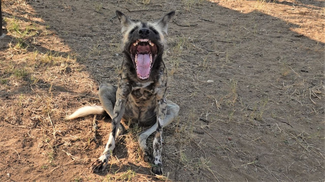 Chasing wild dogs - YouTube