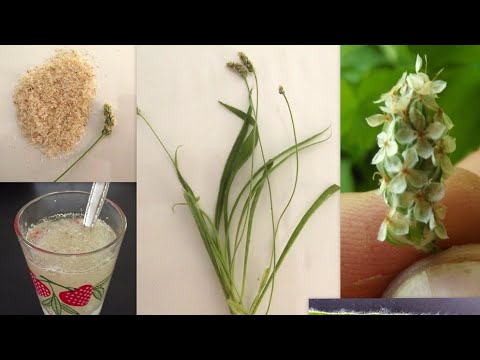How To Grow Isabgol From Seeds. How To Grow Psyllium Husk From Seeds ...