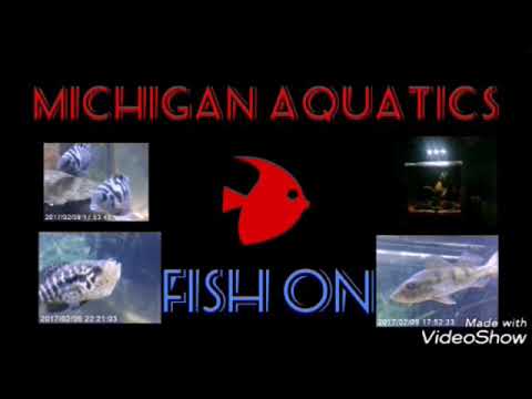 PET SUPPLIES PLUS WITH GOOD FISH!!!!??? AND CATFISH WITH RAZOR BLADES ...