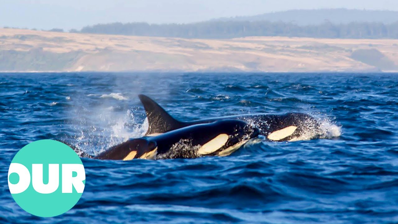 An Incredible Look At How Orca Communicate | Extraordinary Animals ...